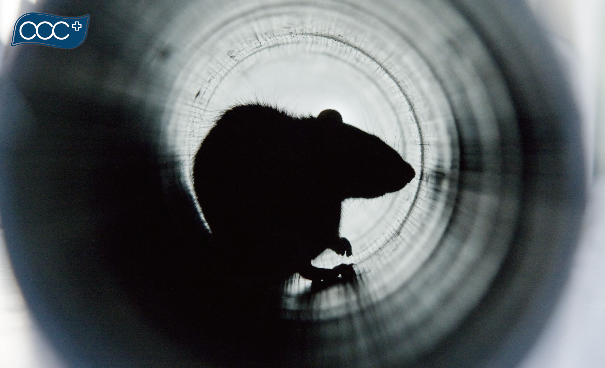 acc+話你知香港老鼠種類及習性